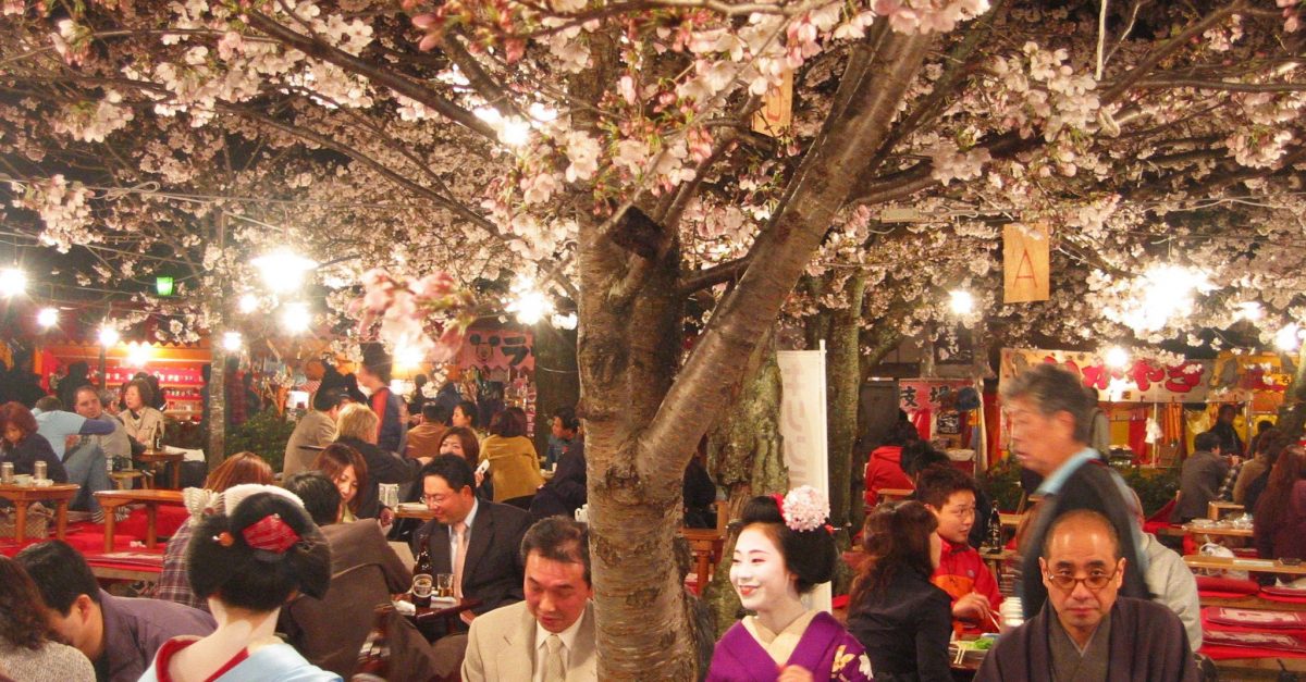 10 best places to see sakura in Japan | InsideJapan Tours