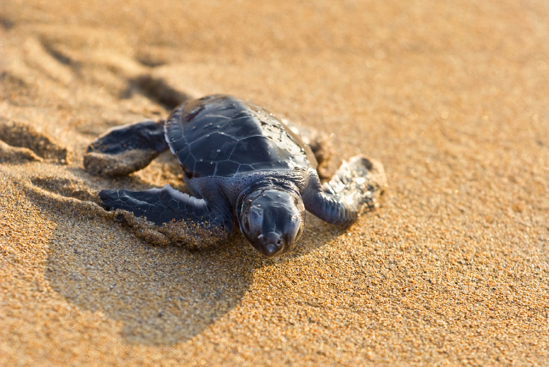 Japanese World Heritage sites | InsideJapan Tours