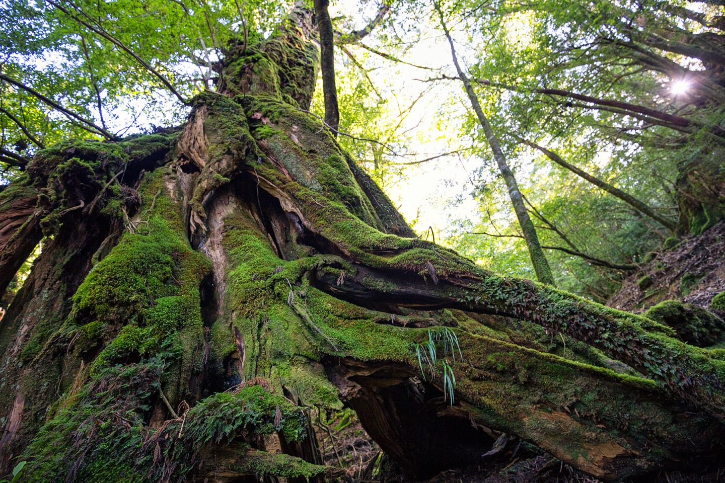 7 reasons to visit Kyushu island | InsideJapan Tours