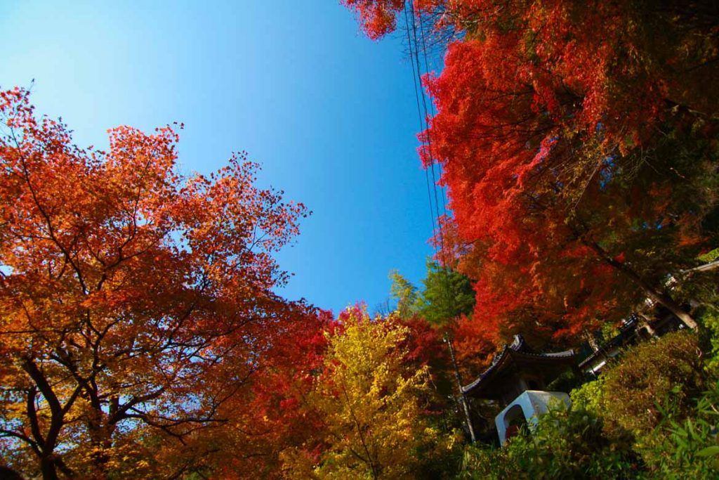 Japan in December: 10 reasons to go | InsideJapan Blog
