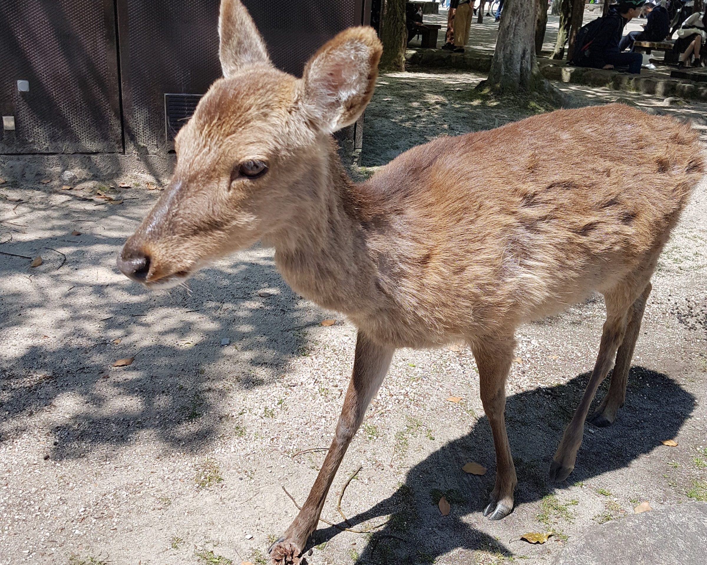 Only in Japan: A first-timer's experience | InsideJapan Blog