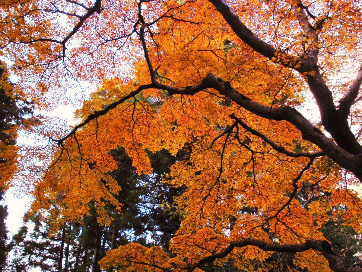 Best places to see the autumn leaves in Japan by month
