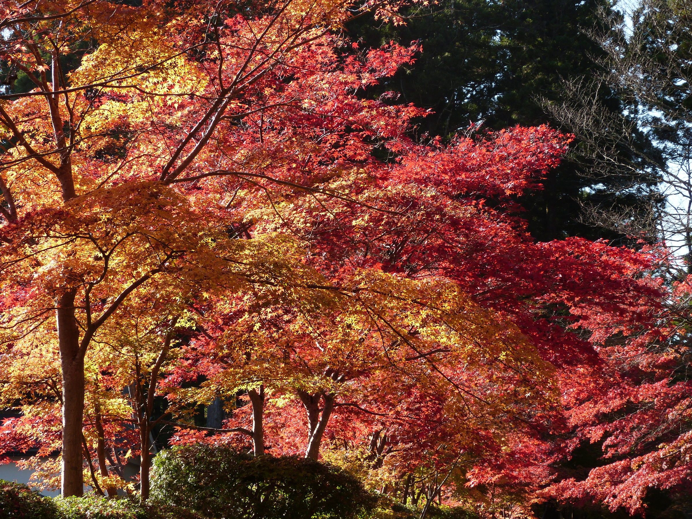 Best places to see the autumn leaves in Japan by month