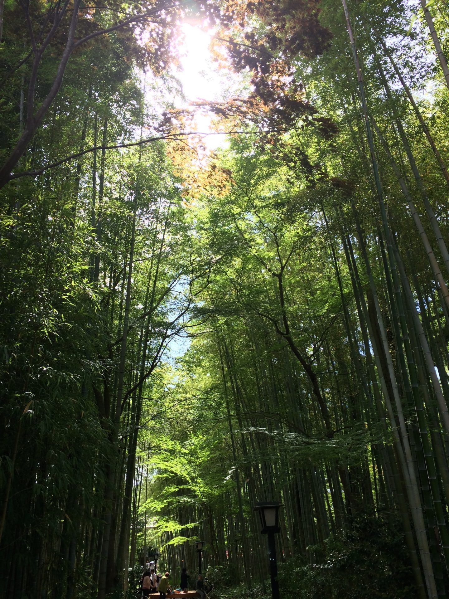 Three days on the Izu Peninsula - InsideJapan Tours