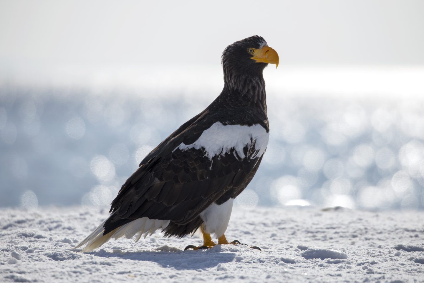 Winter in Japan | InsideJapan Blog