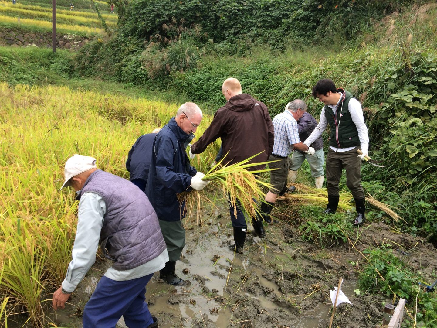 Helping with the rice harvest in Japan | InsideJapan Tours