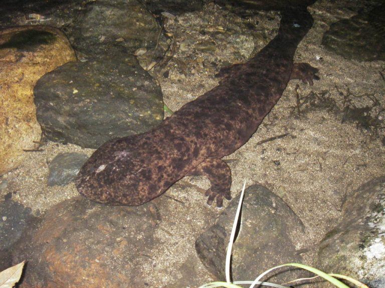 The Japanese giant salamander – a living dinosaur | InsideJapan Blog