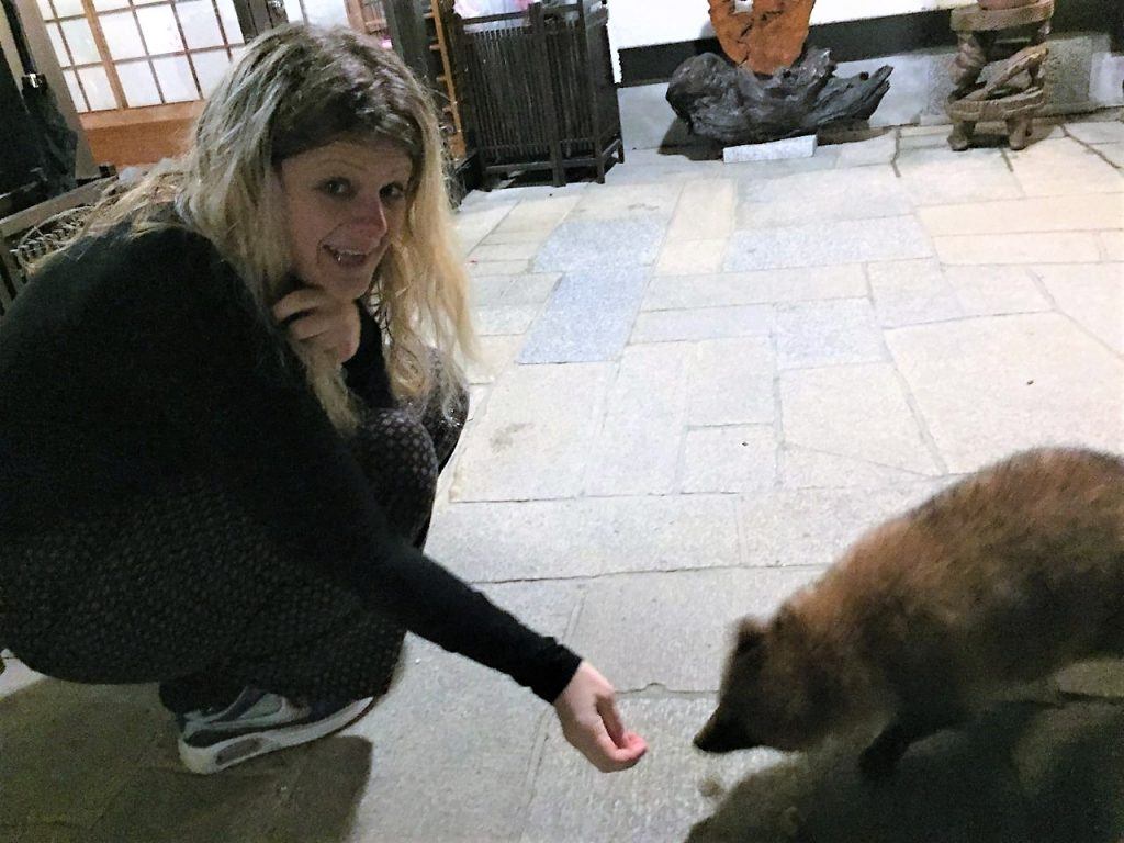 Discovering the Japanese Tanuki (Racoon dog) on Miyajima Island