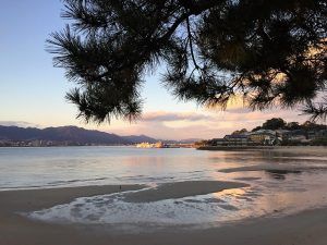 Discovering the Japanese Tanuki (Racoon dog) on Miyajima Island