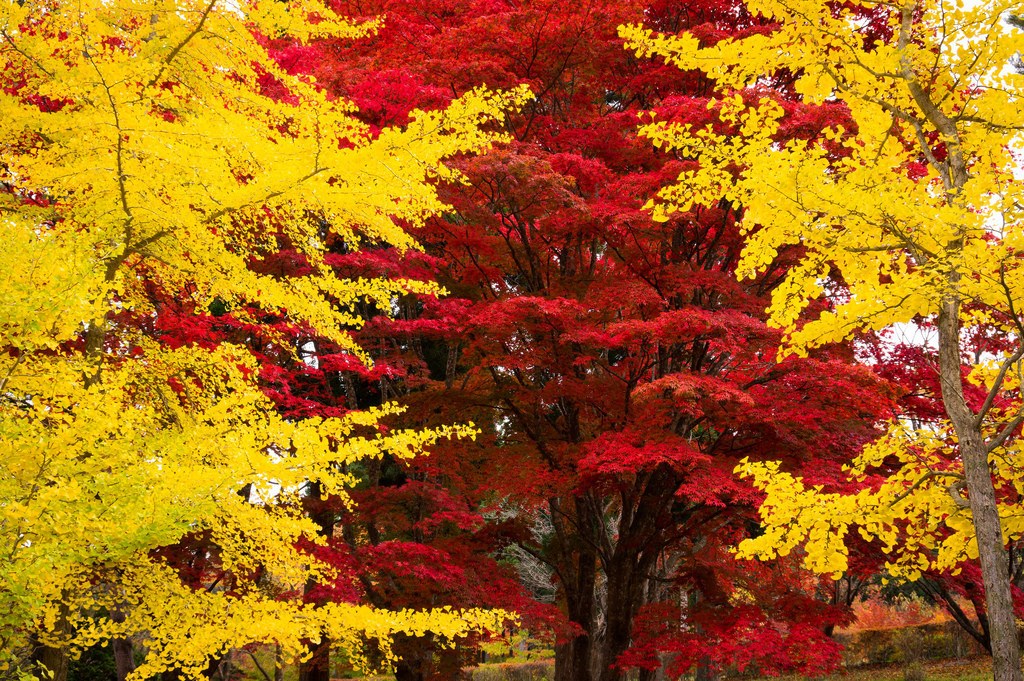 Autumn in Tohoku, Japan: A photo blog | InsideJapan Blog
