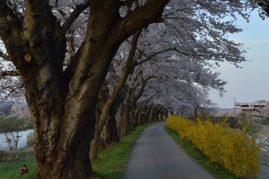 5 reasons to go to Sendai, Tohoku | InsideJapan Blog