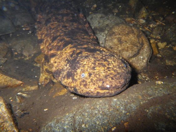 Japanese wildlife: Four unique experiences | InsideJapan Tours