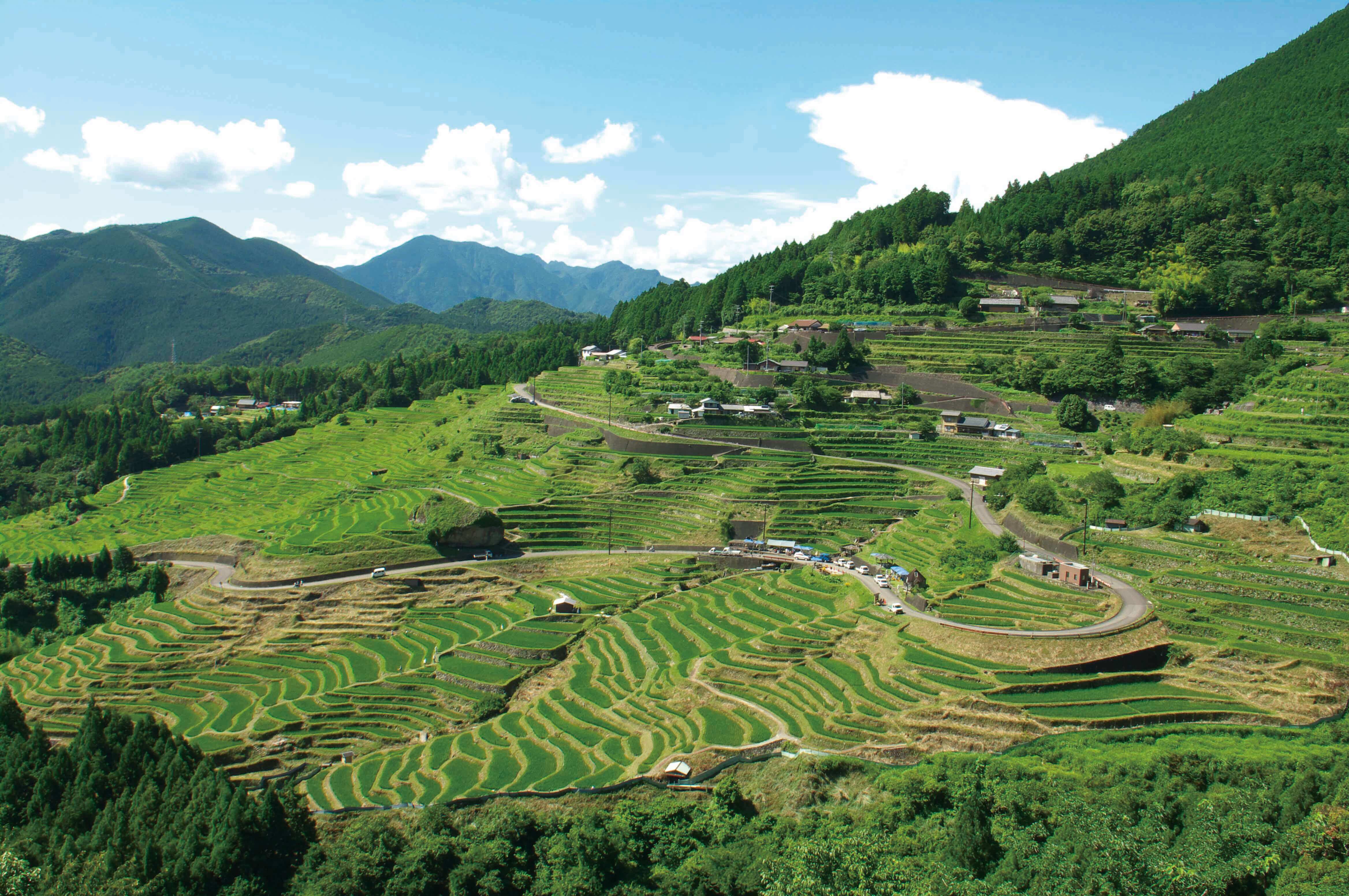 A grain of truth: inside Japanese rice | InsideJapan Tours