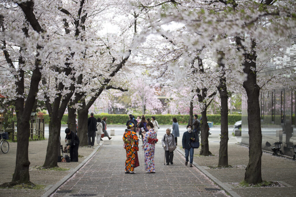 Cherry Blossom in Korea and Japan | InsideJapan Tours